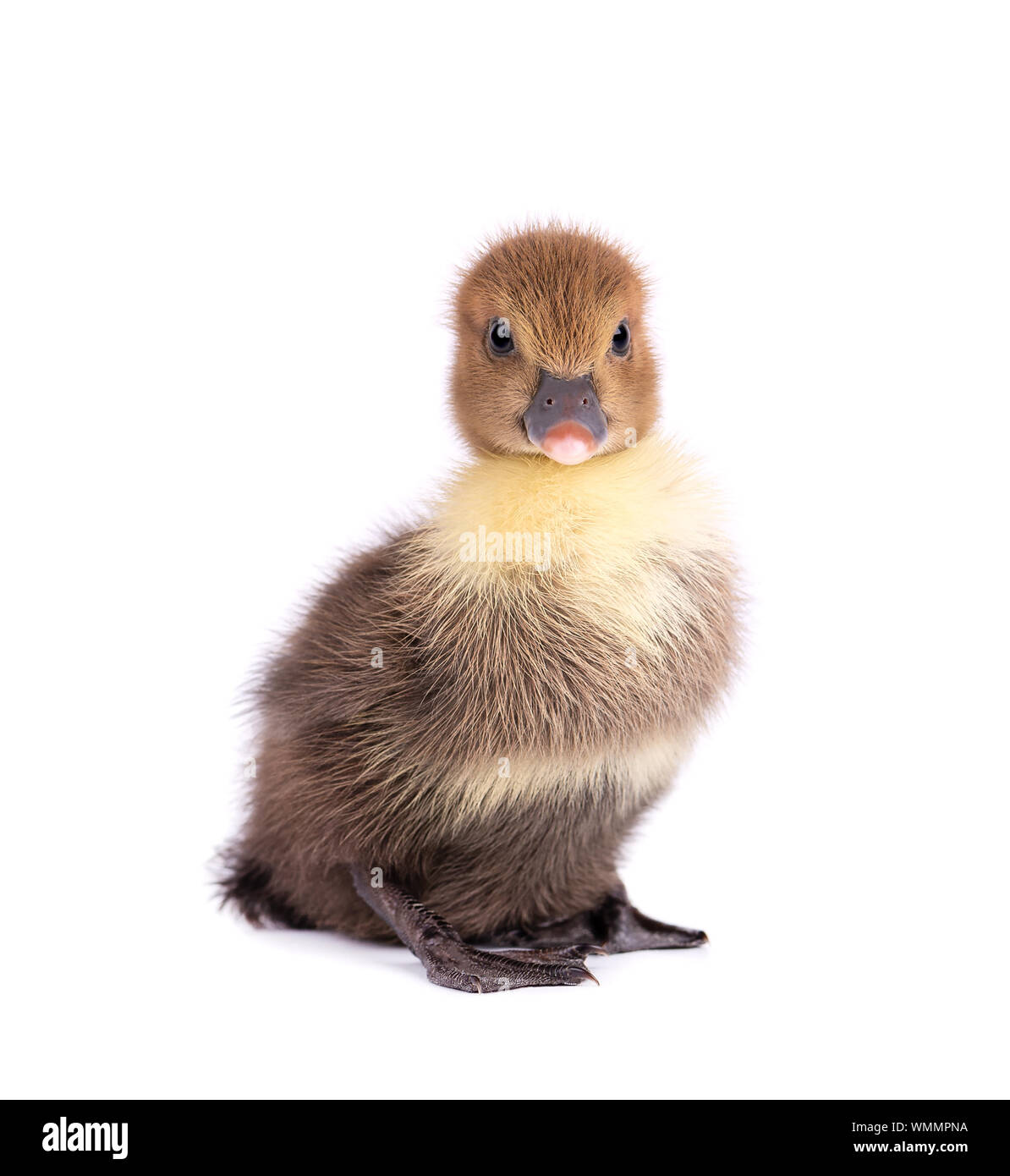 Newborn duckling isolated on white background. Duck with clipping path ...
