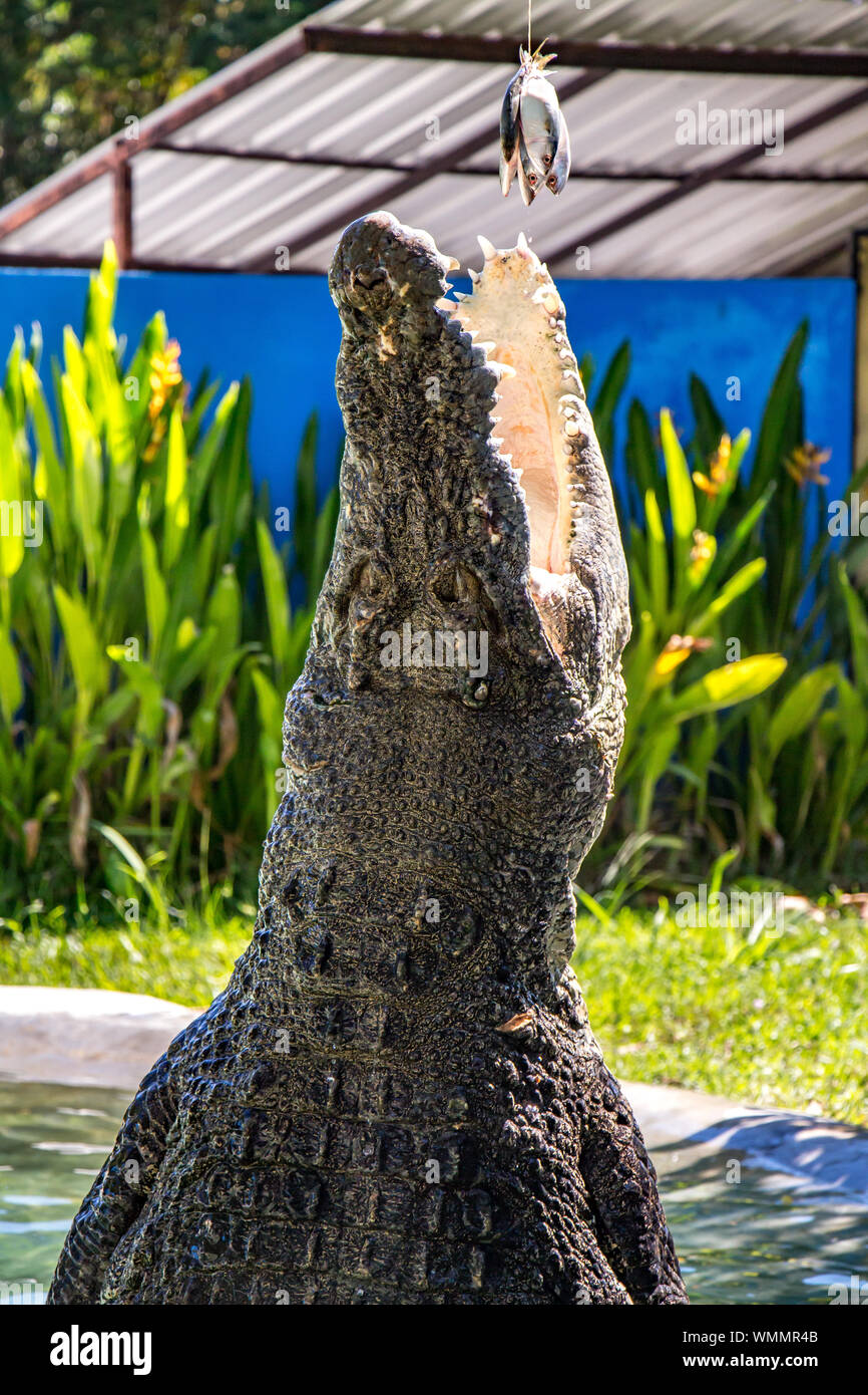 Crocodile jumping hi-res stock photography and images - Alamy