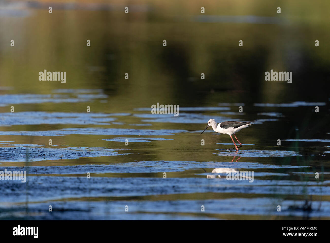 a wader walks in the water Stock Photo - Alamy