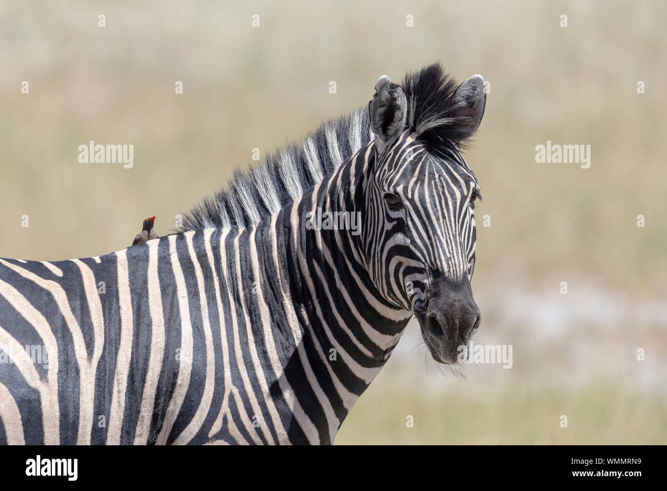 Equus zebra back hi-res stock photography and images - Alamy