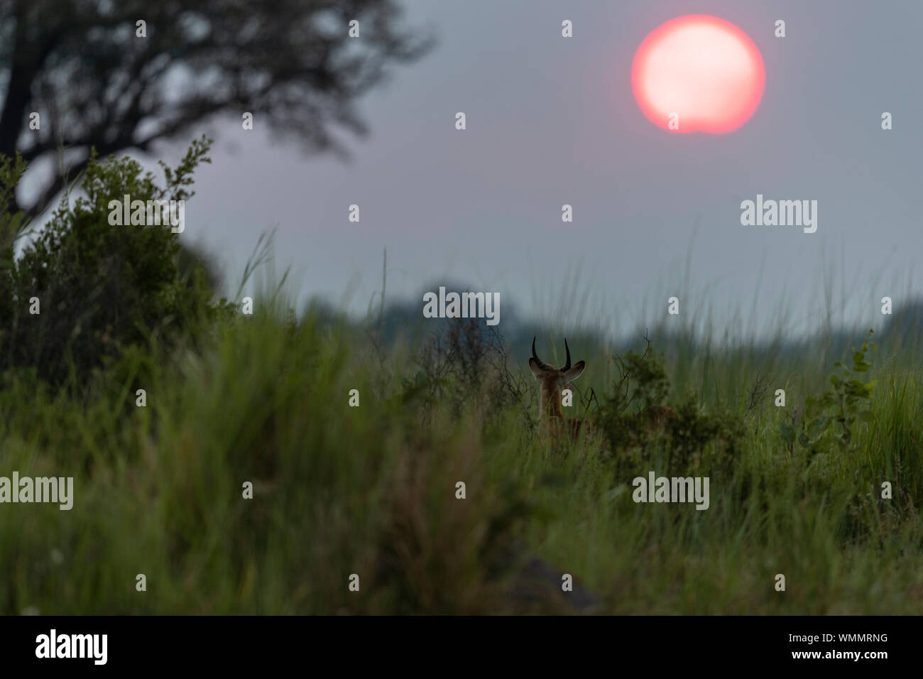 a wader walks in the water Stock Photo - Alamy
