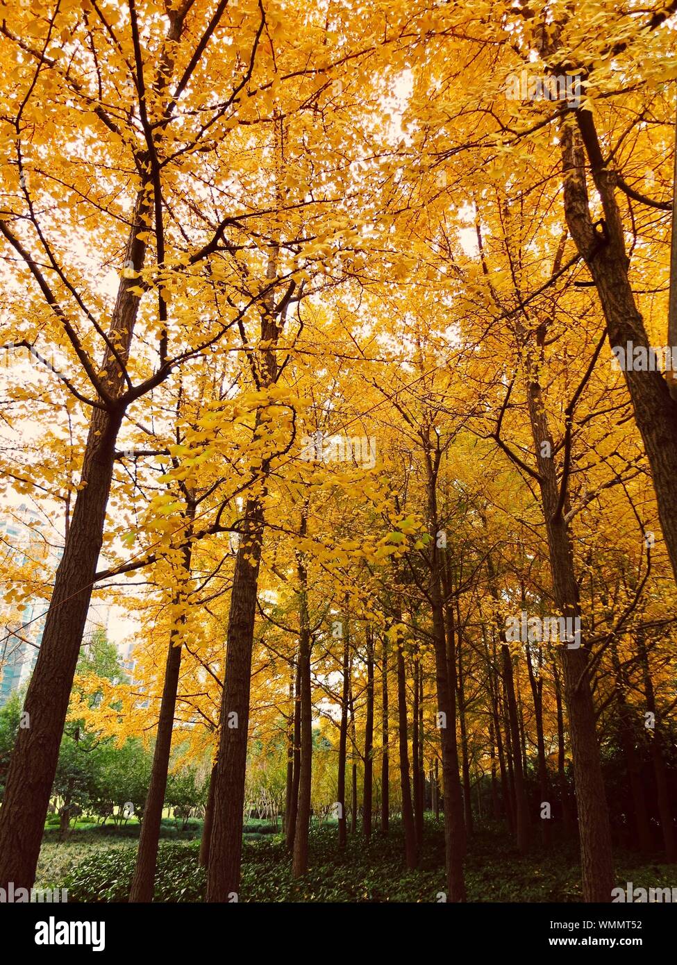 Autumn in shanghai hi-res stock photography and images - Alamy
