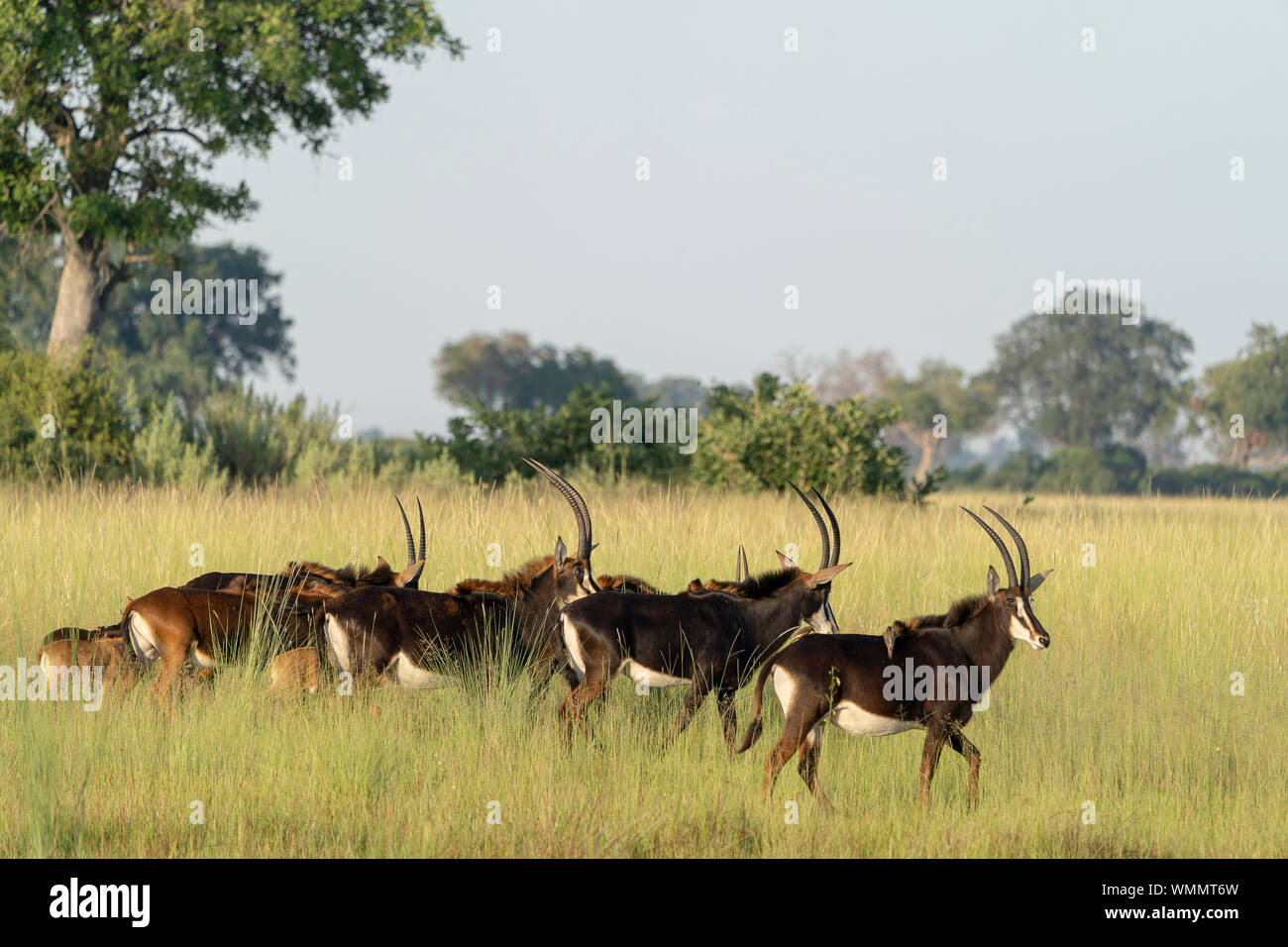 early morning, a group of Sable Antelope walks in the savannah Stock ...