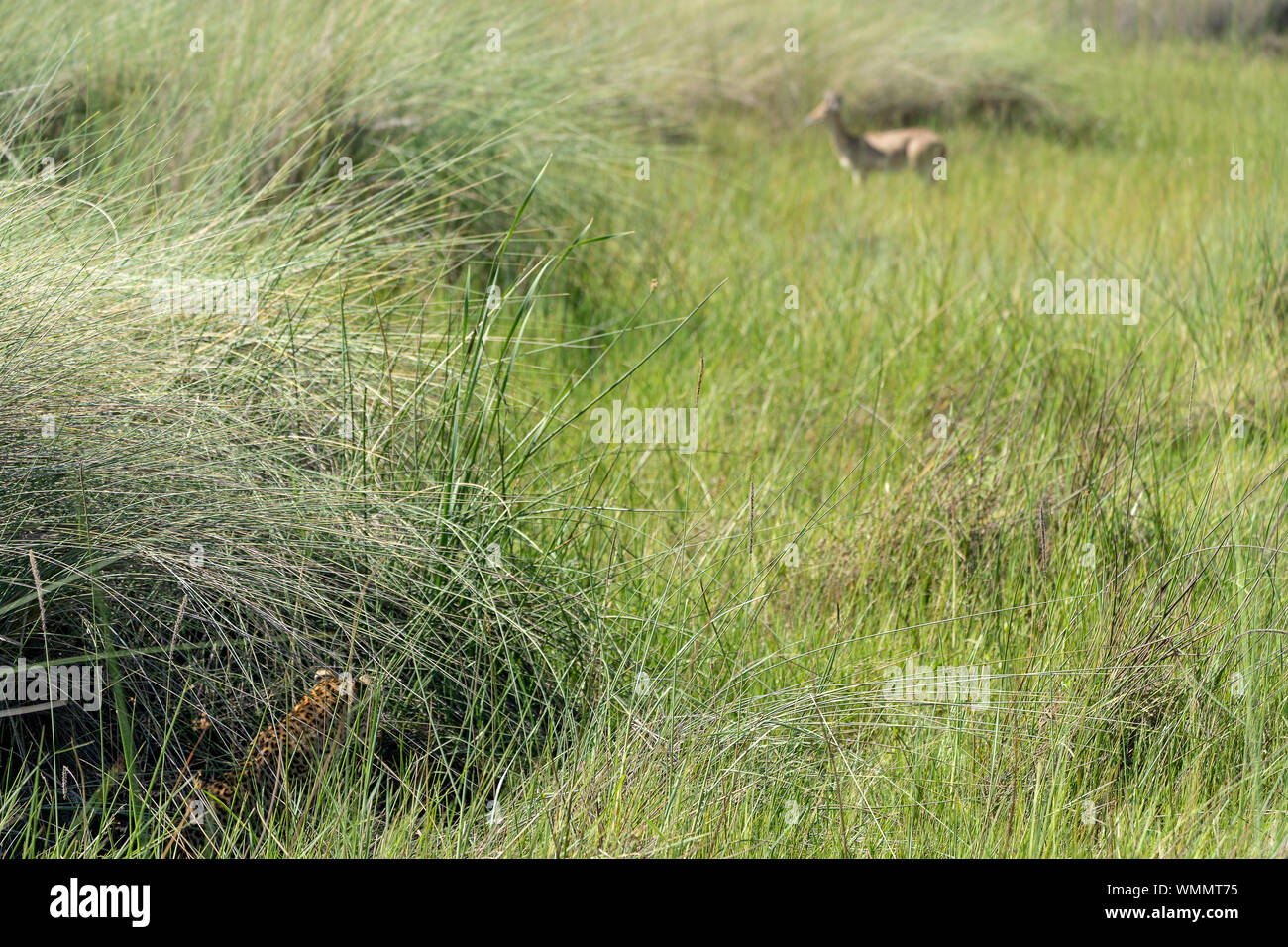 a leopard in ambush, watching his prey through the tall grass Stock ...