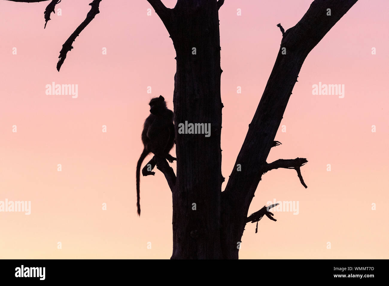 Dead baboon hi-res stock photography and images - Alamy