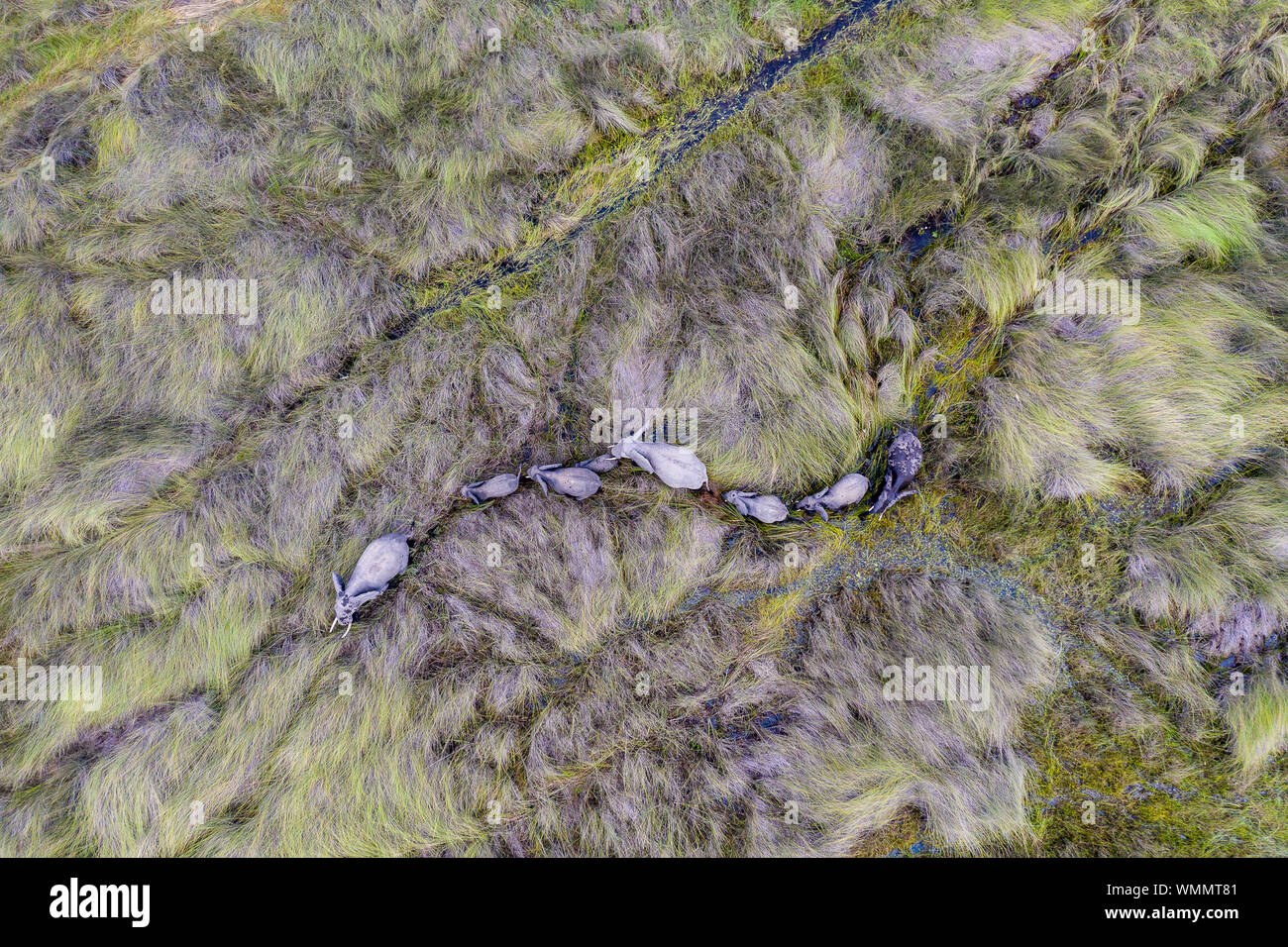 Aerial view of elephants walking in single file in tall grass Stock ...