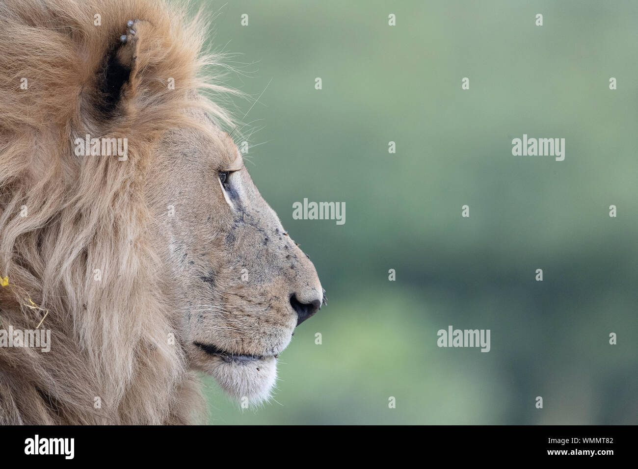 Lion mane in sunlight hi-res stock photography and images - Alamy