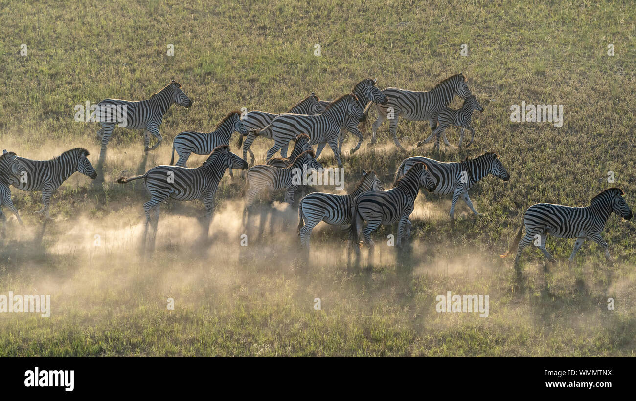 aerial view of a group of zebra raising dust while moving Stock Photo ...