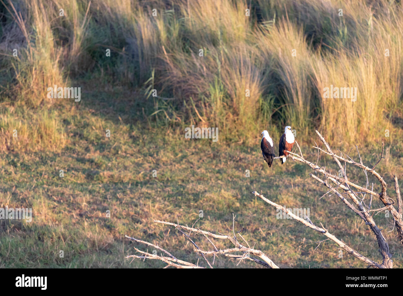 African grouse hi-res stock photography and images - Alamy