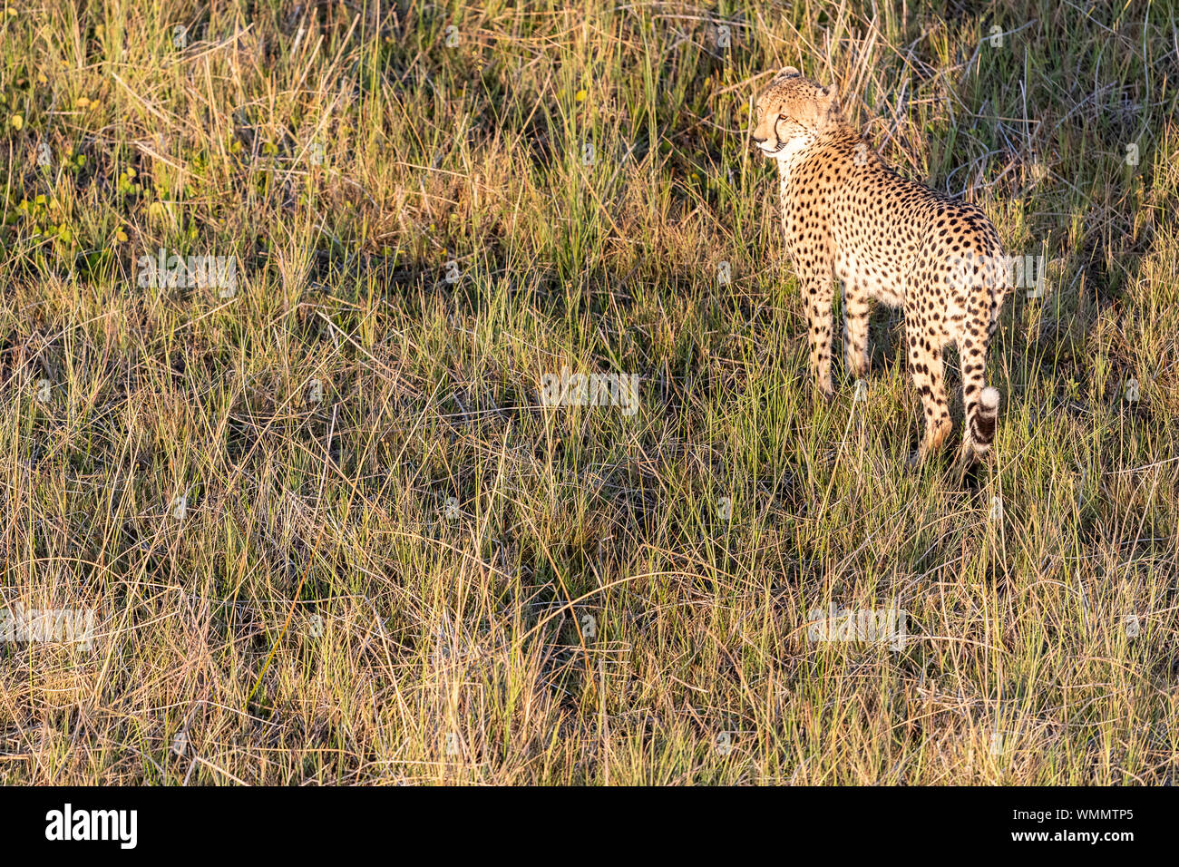 Cheetah shadow hi-res stock photography and images - Alamy