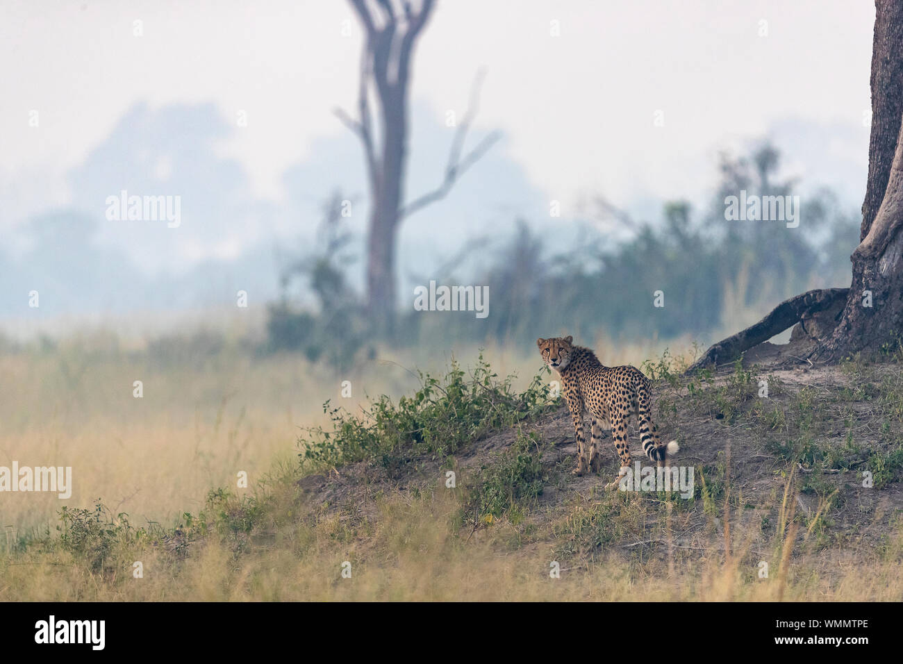 a cheetah watching over the surroundings from a mound of earth Stock ...