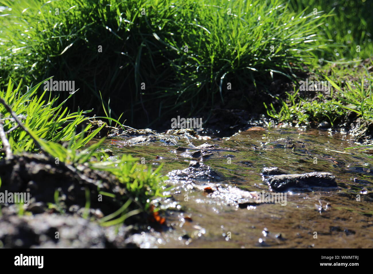 Water grass field hi-res stock photography and images - Alamy