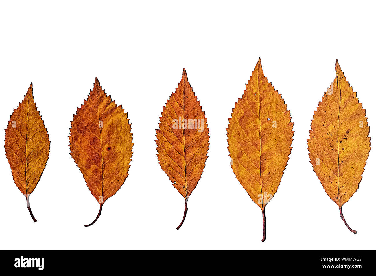 a row of autumn leaves isolated on a white background Stock Photo - Alamy
