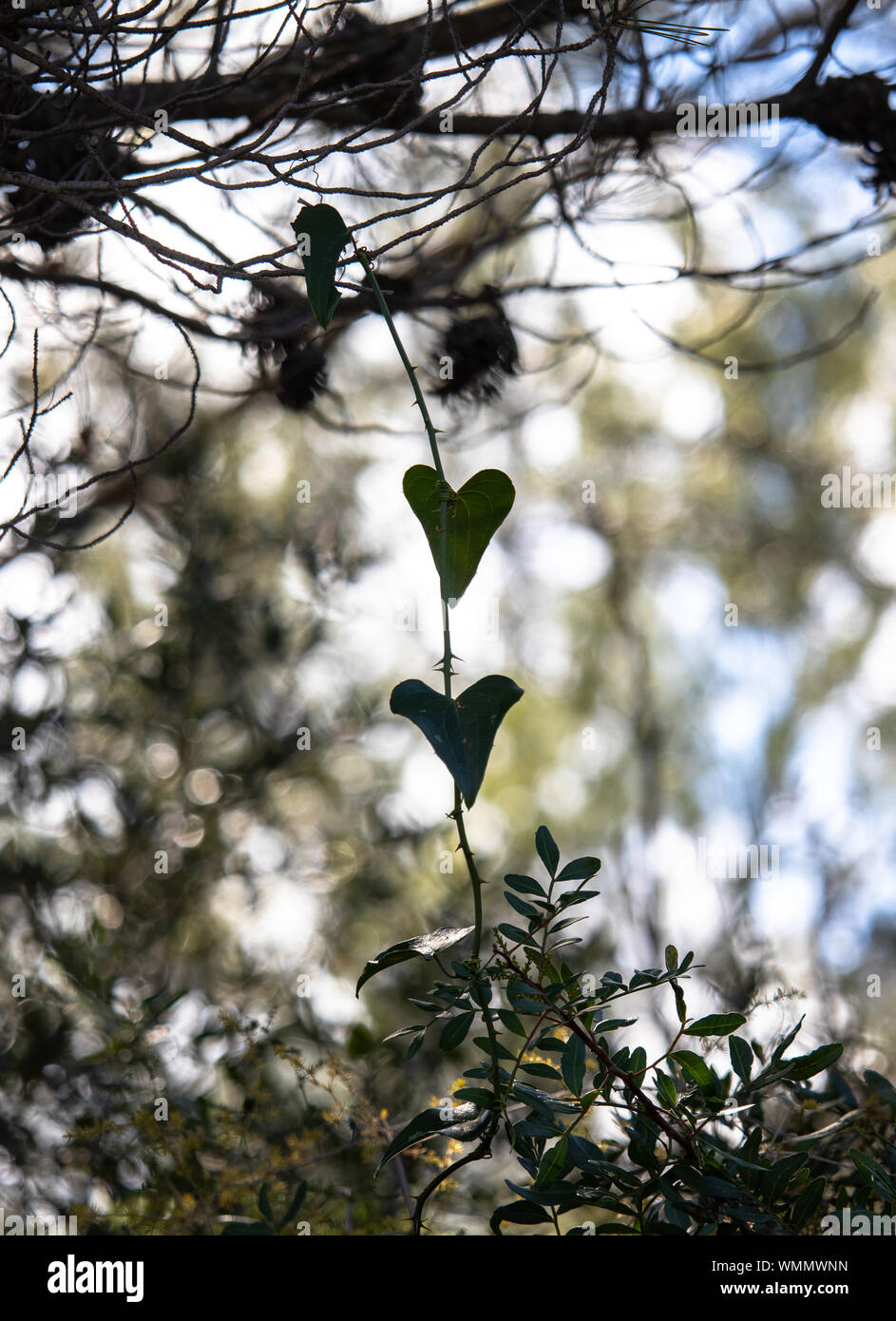 Hearts in nature Stock Photo - Alamy