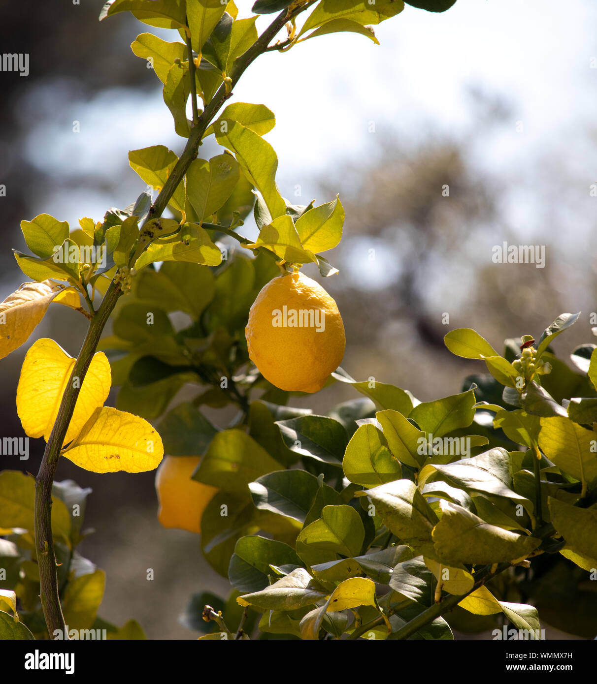 lemon plant with lemon Stock Photo - Alamy