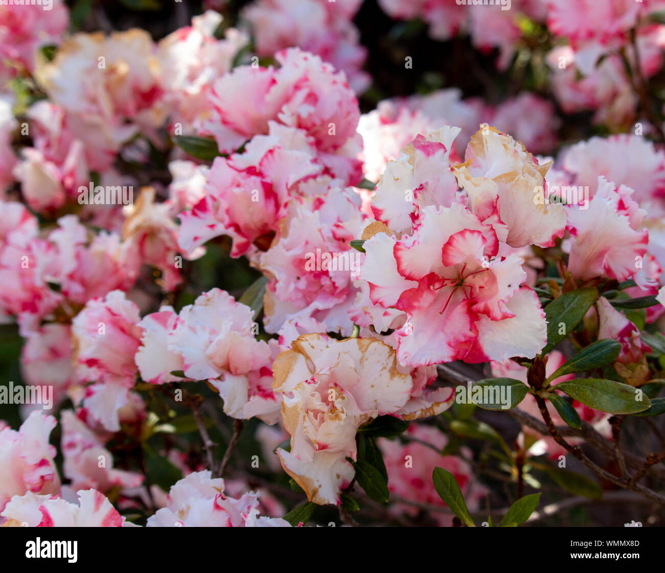 pink and white flowers in garden Stock Photo - Alamy