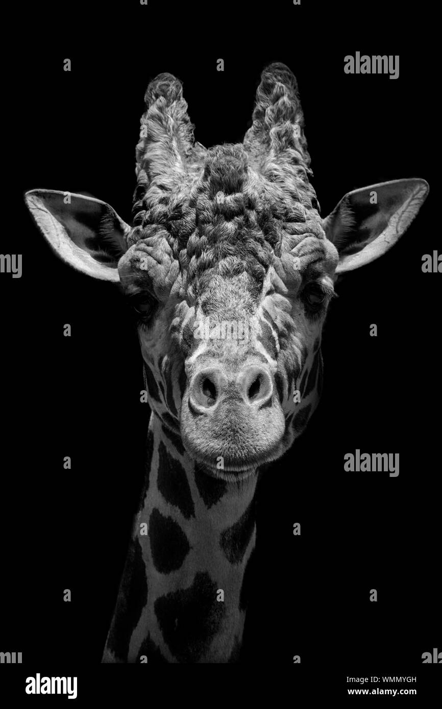 Giraffe black hi-res stock photography and images - Alamy