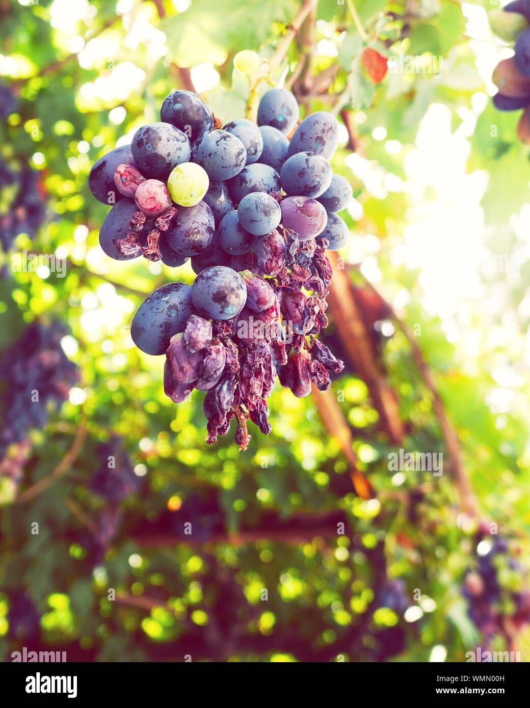 Rotten twig hi-res stock photography and images - Alamy