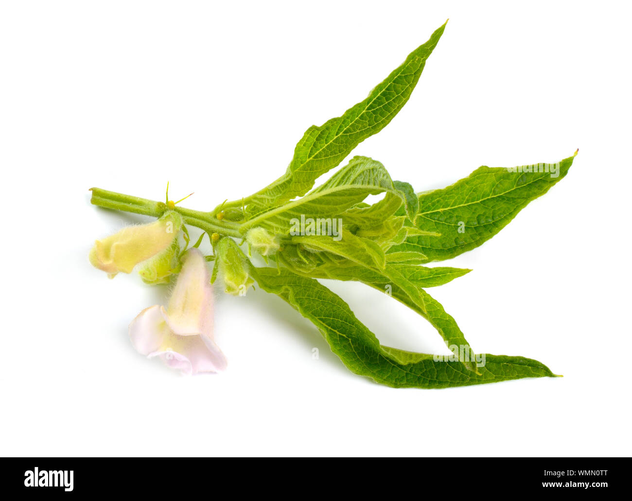 Sesame plant with flowers isolated on white background Stock Photo - Alamy