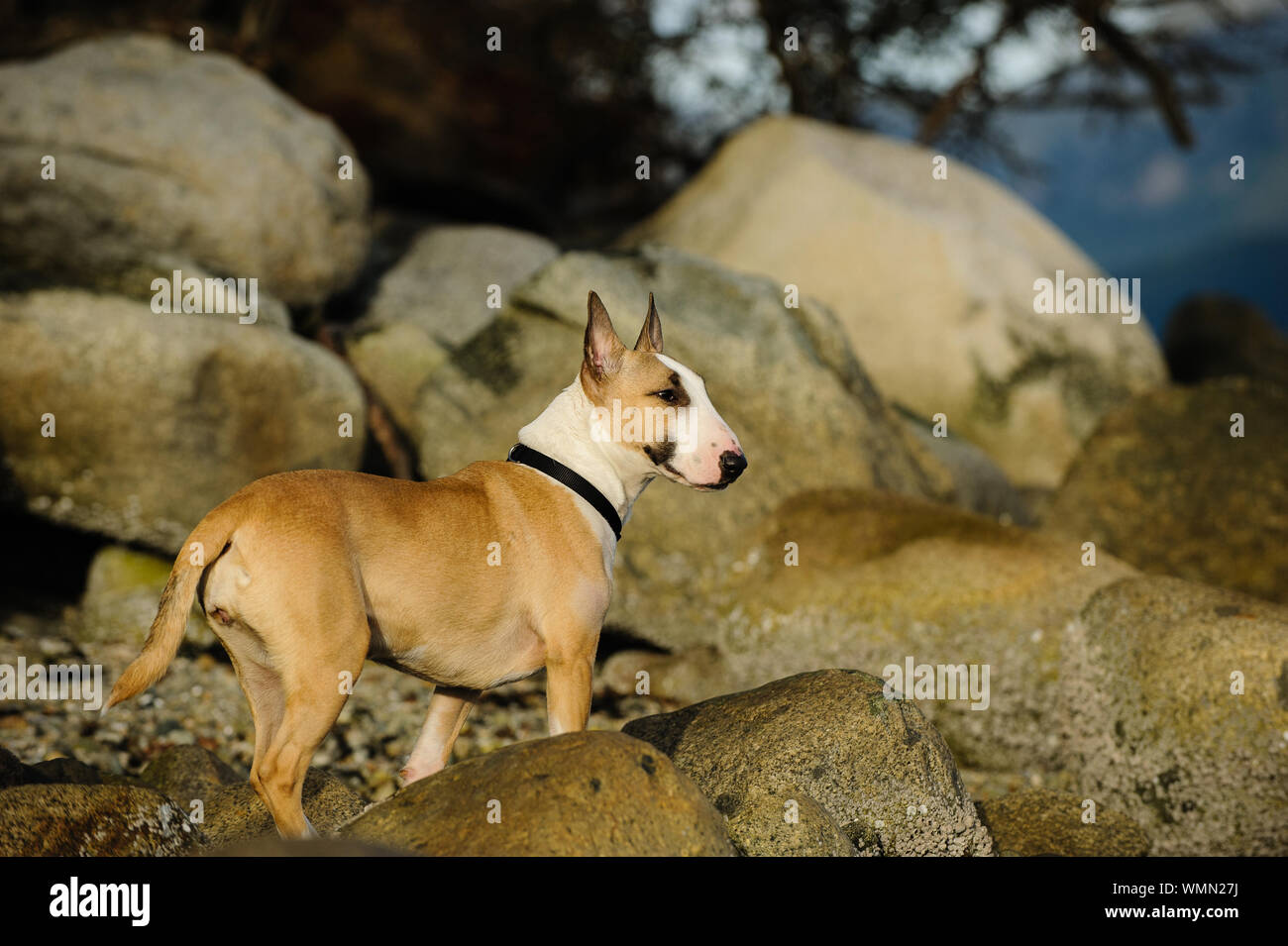 Dog side standing hi-res stock photography and images - Alamy