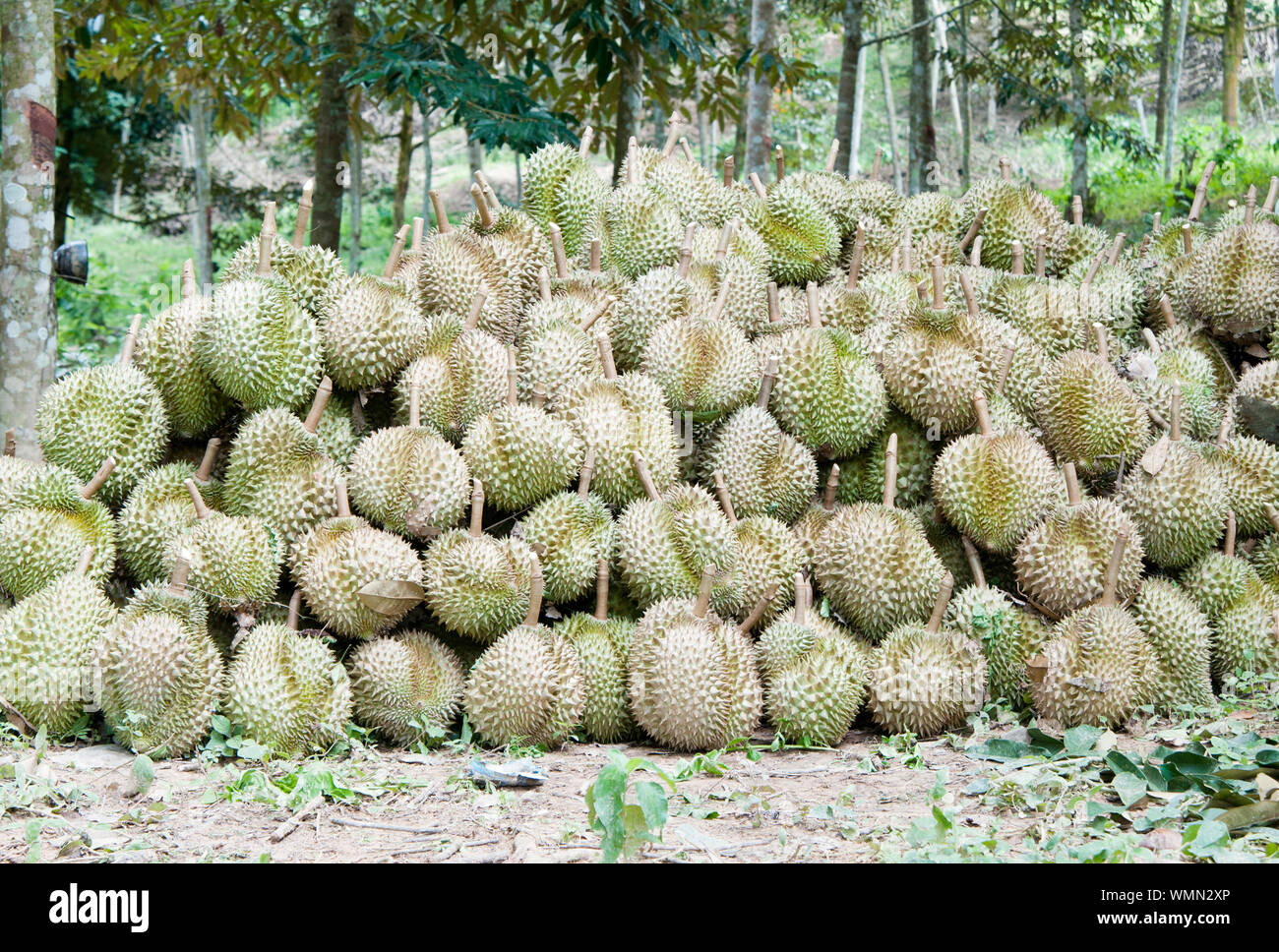 Forest durians hi-res stock photography and images - Alamy