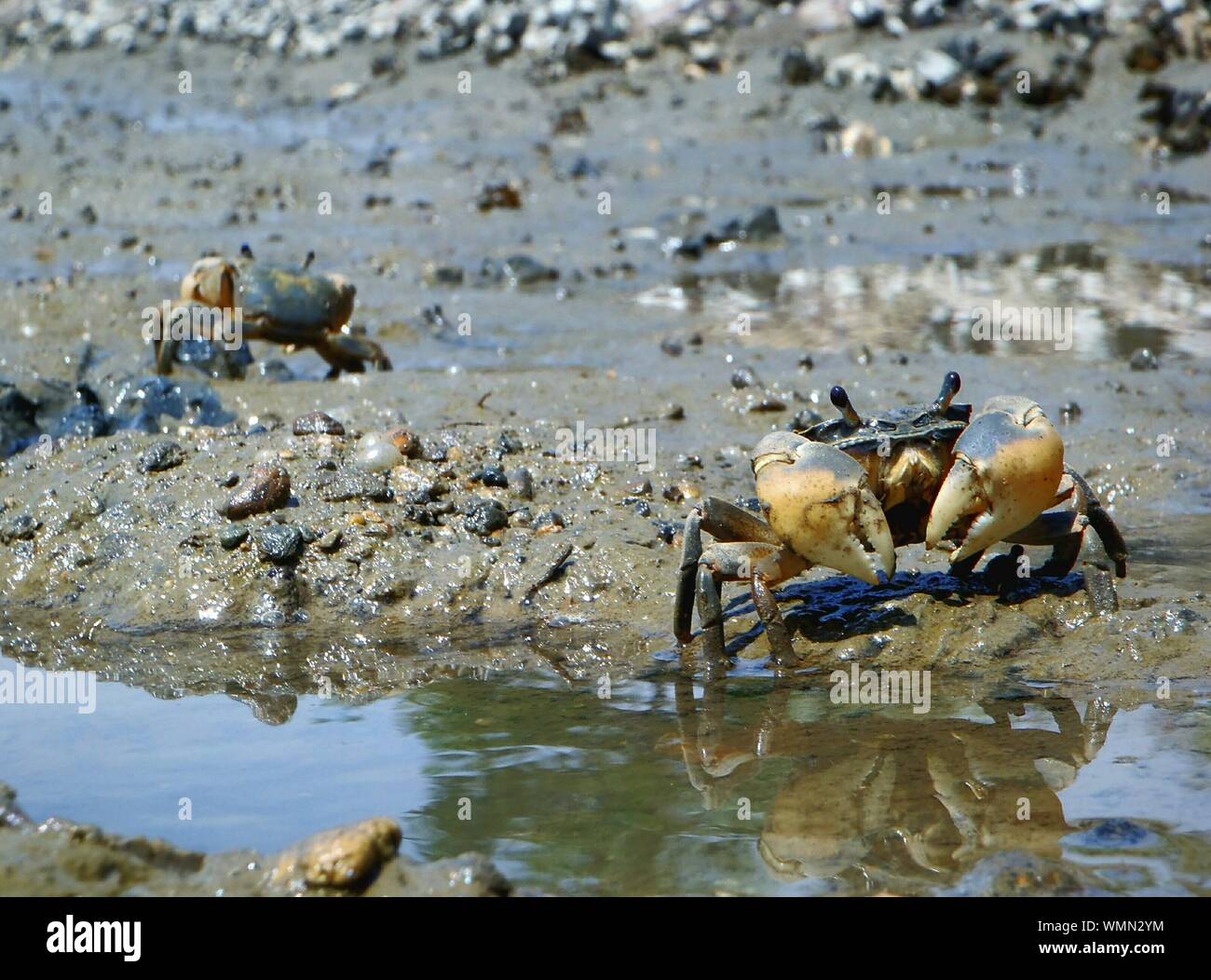 Mudflat High Resolution Stock Photography and Images - Alamy