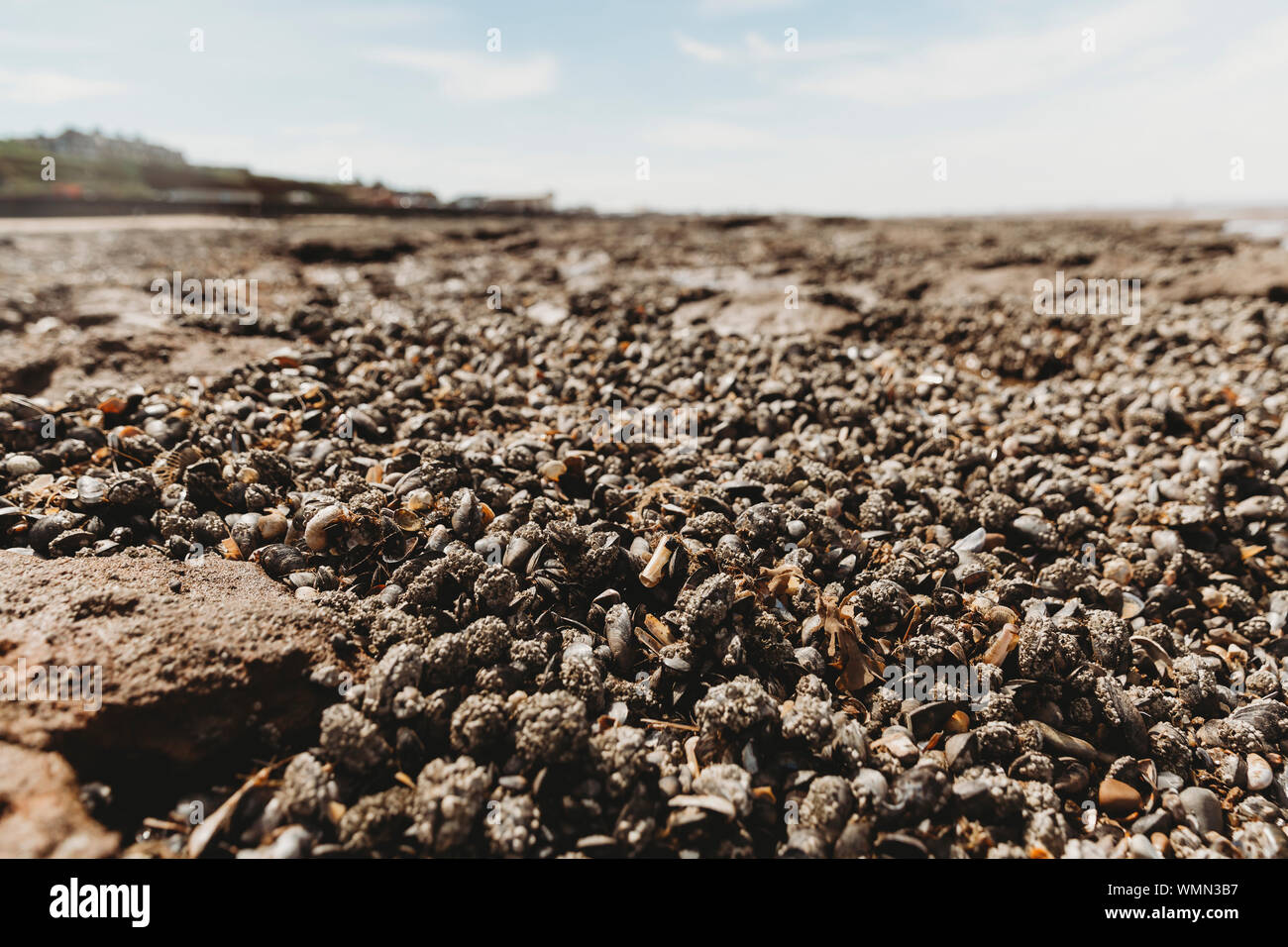 Close-up side view of sea shells on rocky beach Stock Photo - Alamy