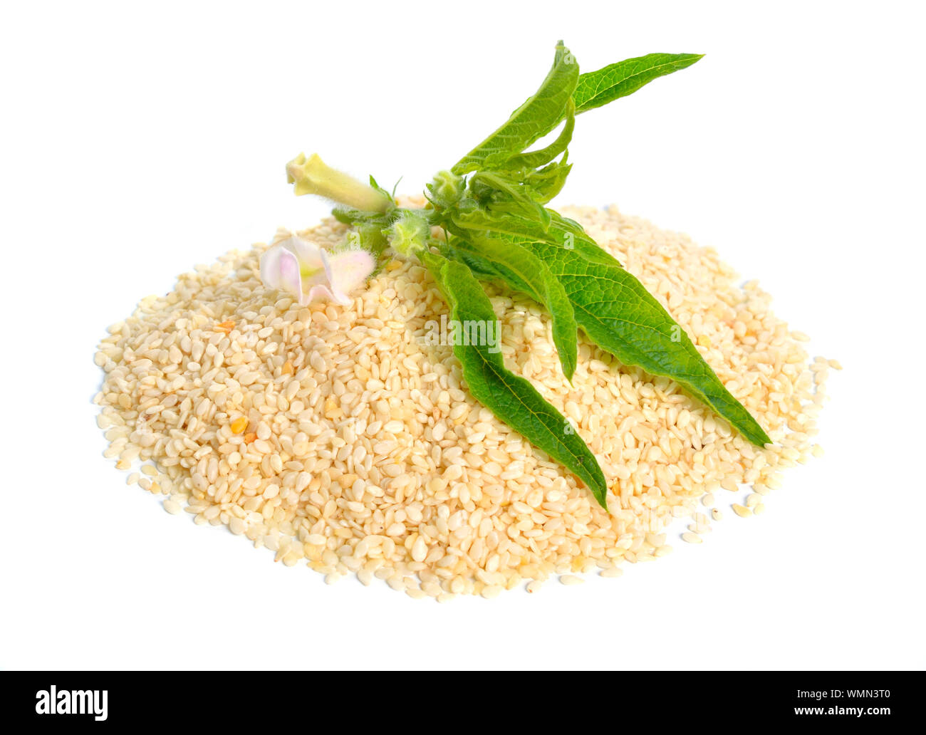 Sesame plant with flowers and seed isolated on white background Stock ...
