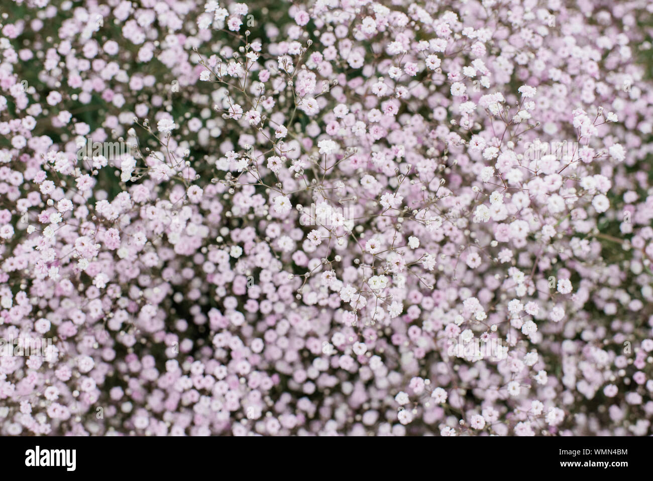 Gypsophila High Resolution Stock Photography and Images - Alamy