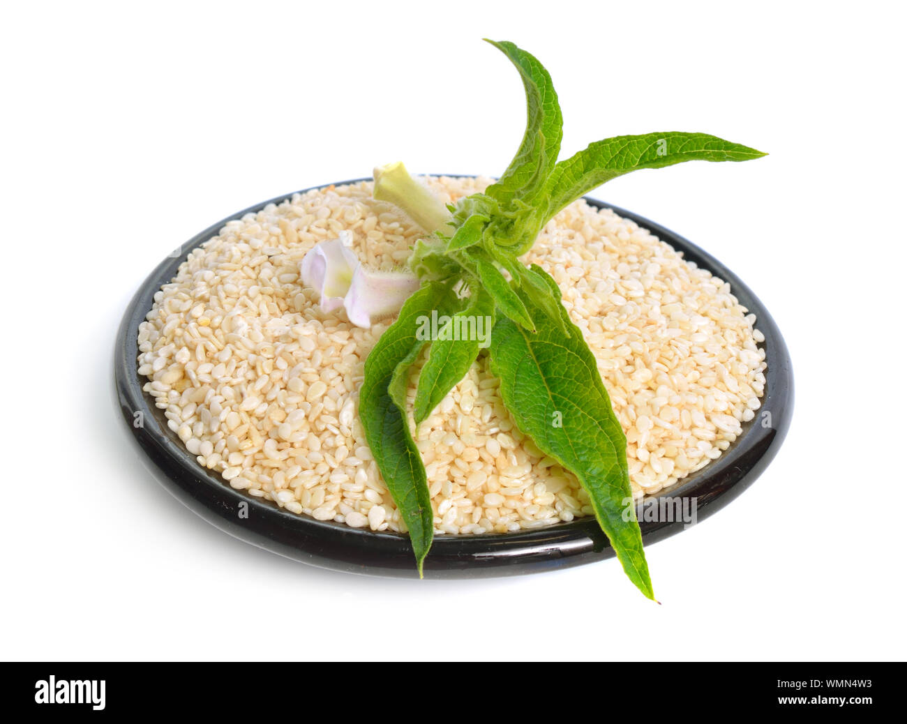 Sesame plant with flowers and seed isolated on white background Stock ...