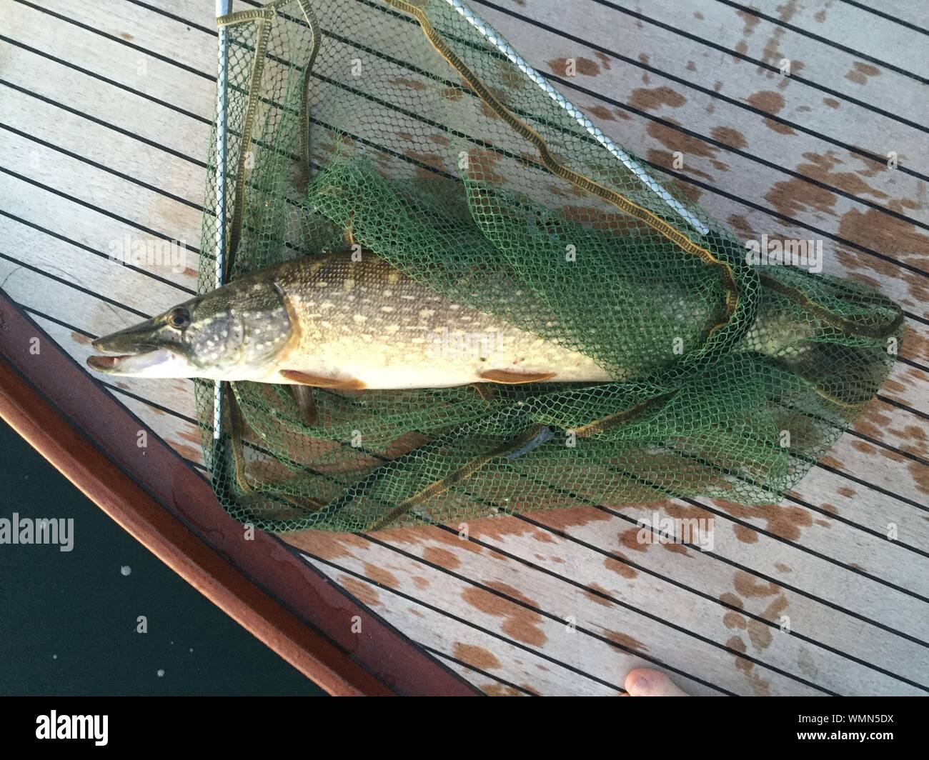 Catch in the net hi-res stock photography and images - Alamy