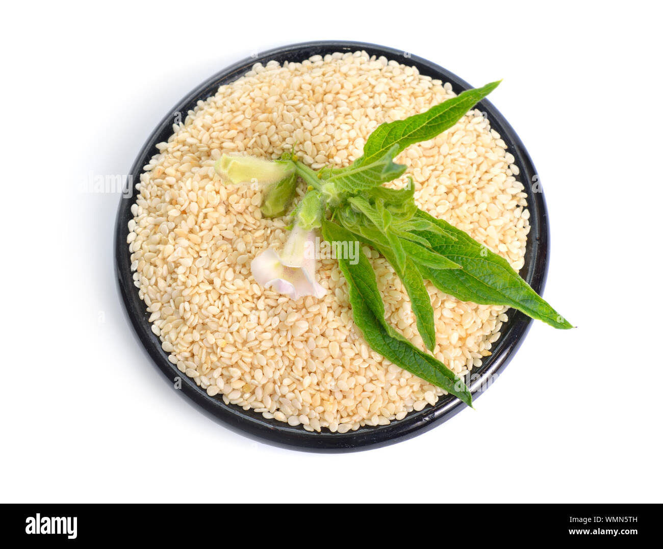 Sesame plant with flowers and seed isolated on white background Stock ...