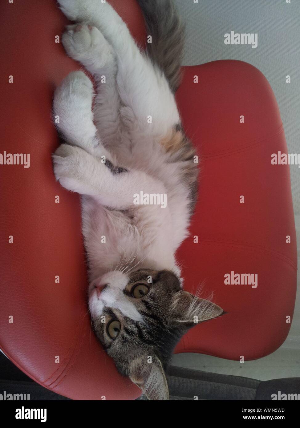 Very cute kitten on chair hi-res stock photography and images - Alamy