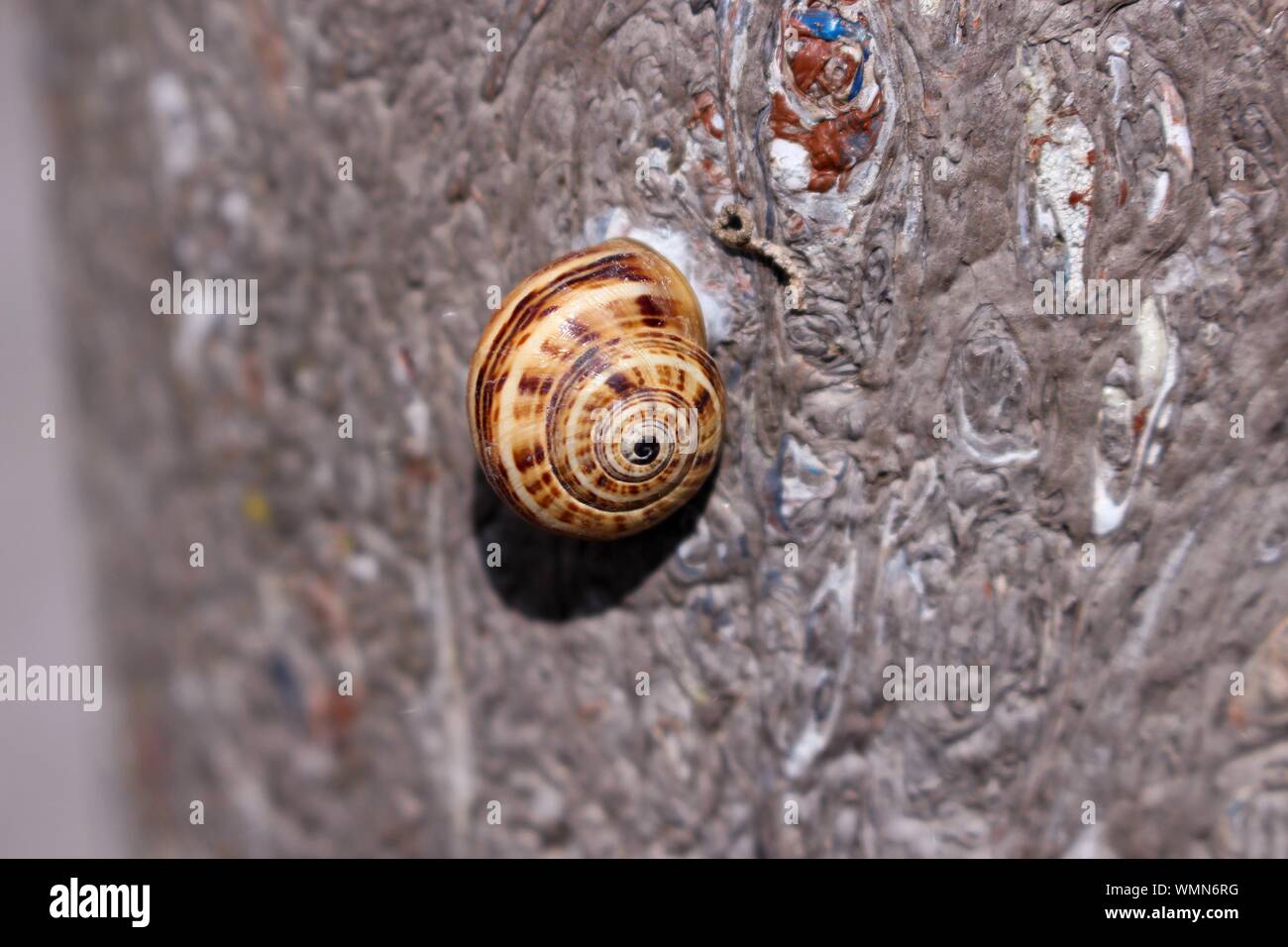 Shell animal body part hi-res stock photography and images - Alamy
