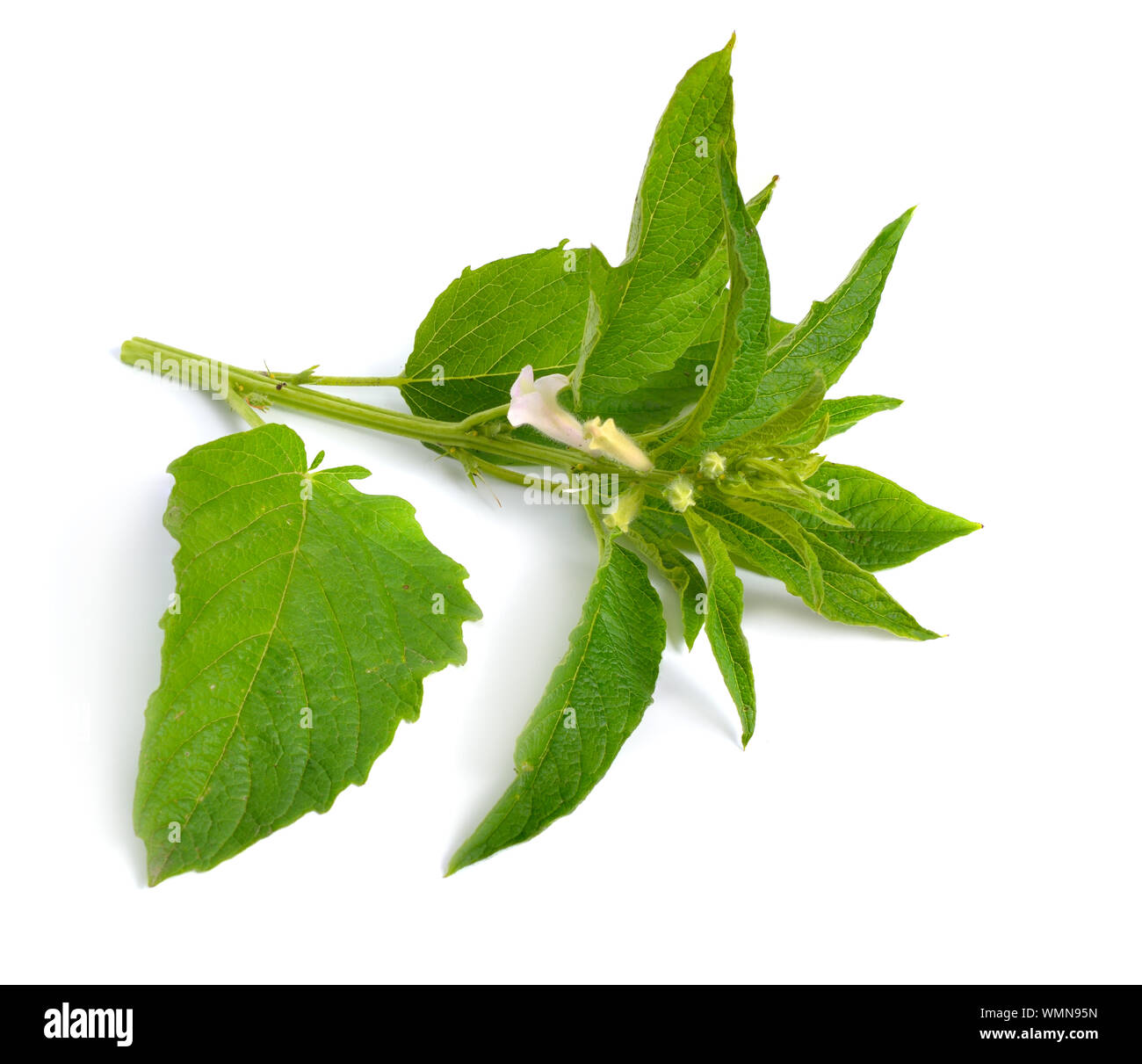 Sesame flowers with green leaves hi-res stock photography and images ...