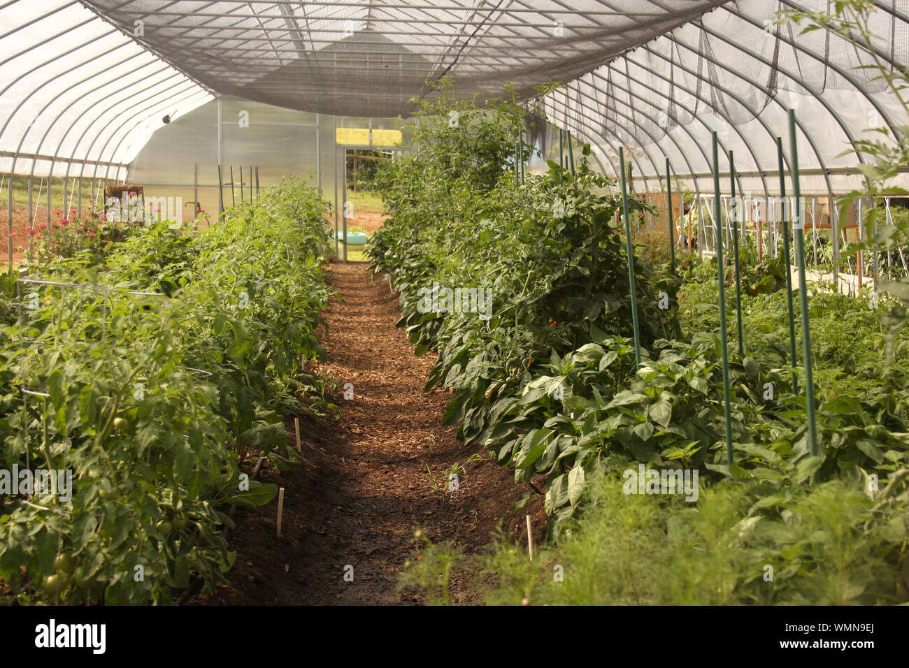 Plants growing in greenhouse Stock Photo - Alamy