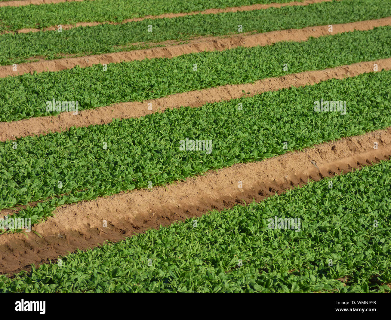Lush green farm crops growing hi-res stock photography and images - Alamy
