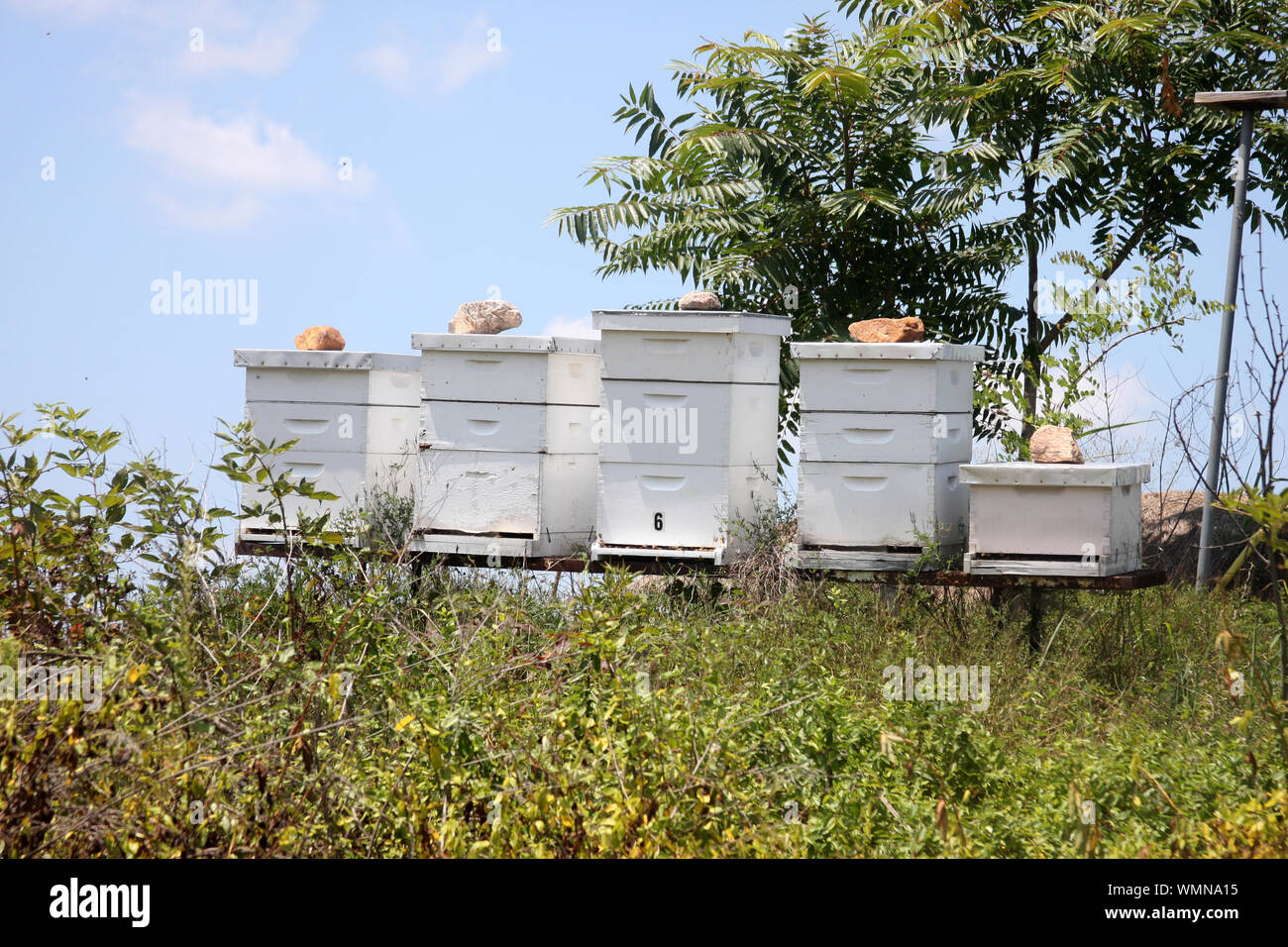 Bee hives in backyard Stock Photo - Alamy