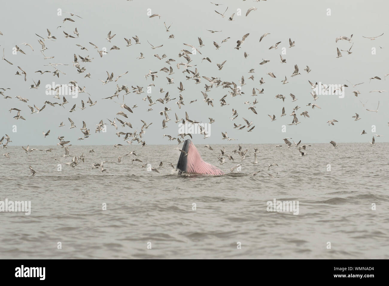 Whale Birds High Resolution Stock Photography and Images - Alamy