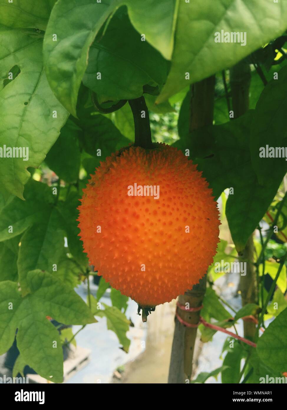 Drink gac hi-res stock photography and images - Alamy