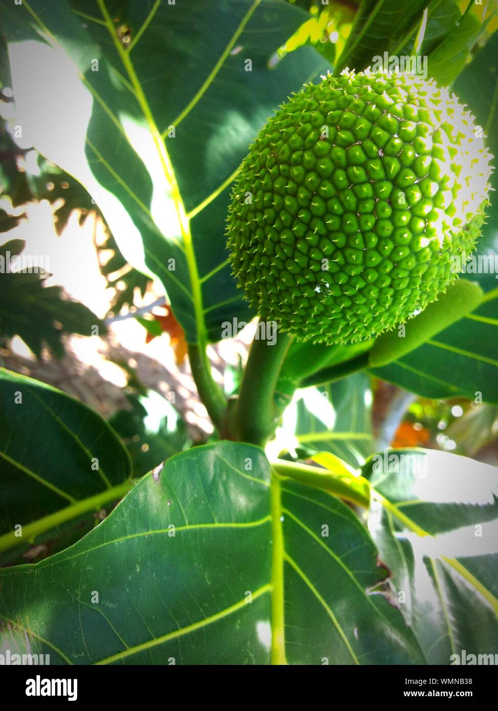 Breadfruit Plant High Resolution Stock Photography and Images - Alamy