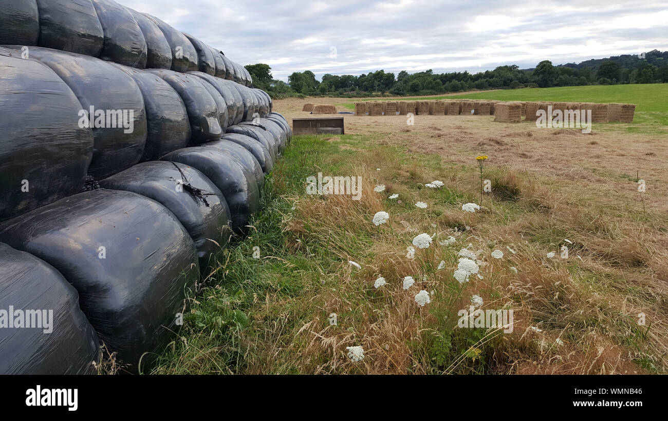 Row Of Plastic Covered Hay Bales High Resolution Stock Photography and ...