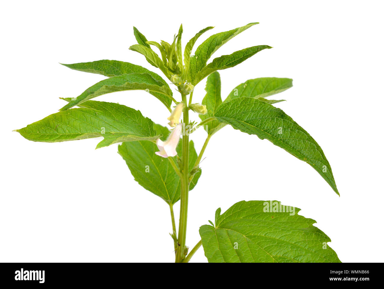 Sesame plant with flowers isolated on white background Stock Photo - Alamy