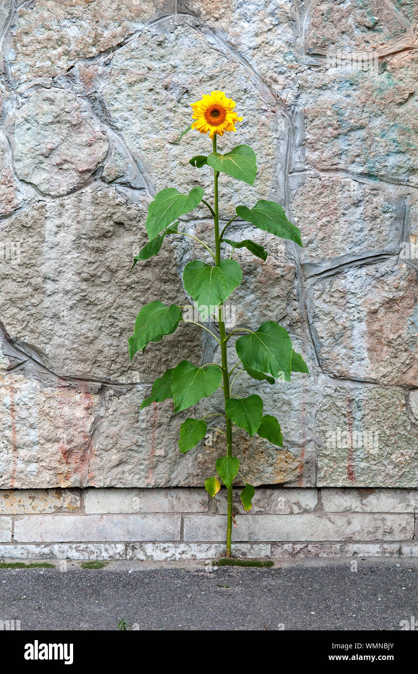 lonely yellow sunflower near stone wall vertical photo concept of the ...