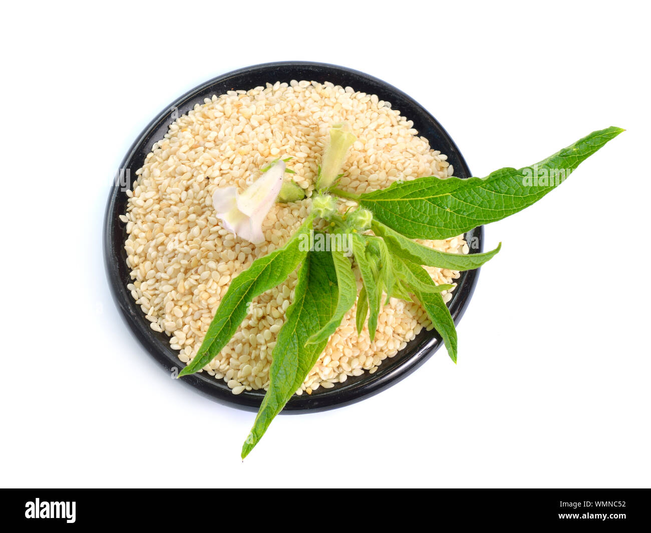 Sesame plant with flowers and seed isolated on white background Stock ...