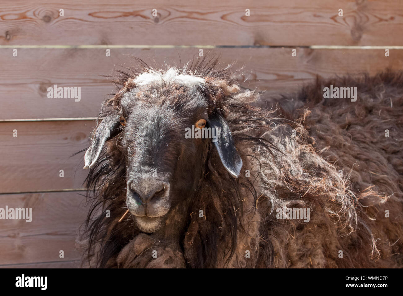 Brown curly sheep at the fence. Curly long hair. White crest. Lop-eared ...