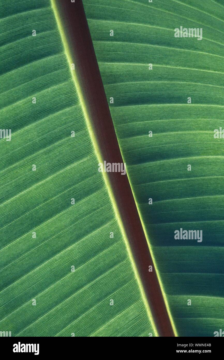 Vertical closeup shot of a green leaf Stock Photo - Alamy