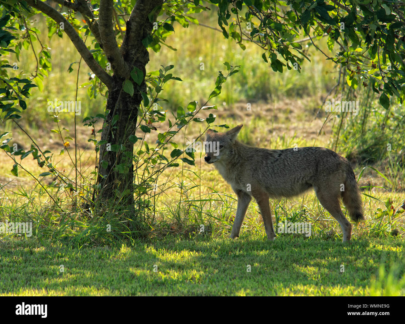 Coyote prowling in the back yard, stopping in the shade of an apple ...