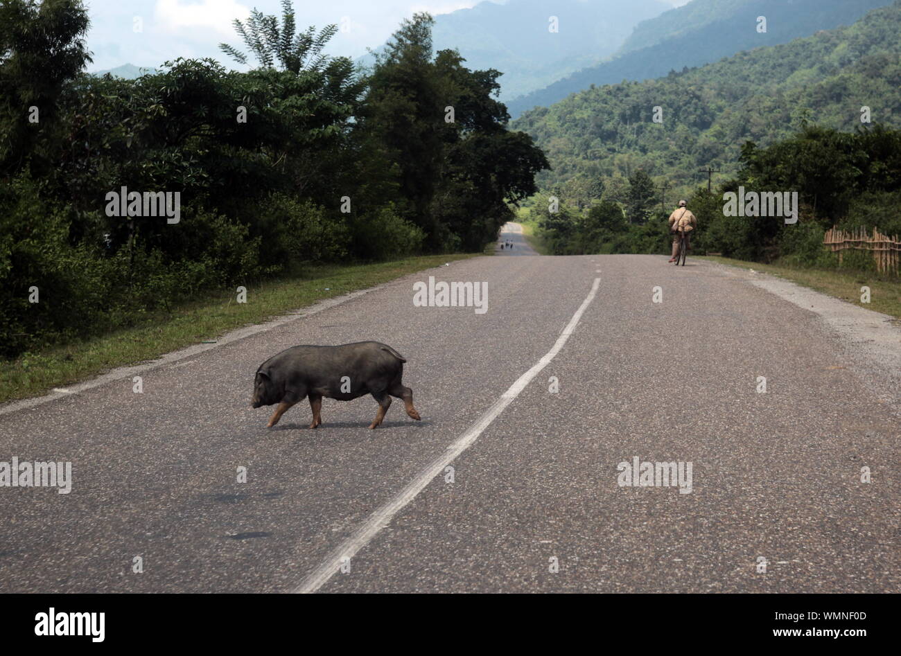 Pig in the street hi-res stock photography and images - Alamy