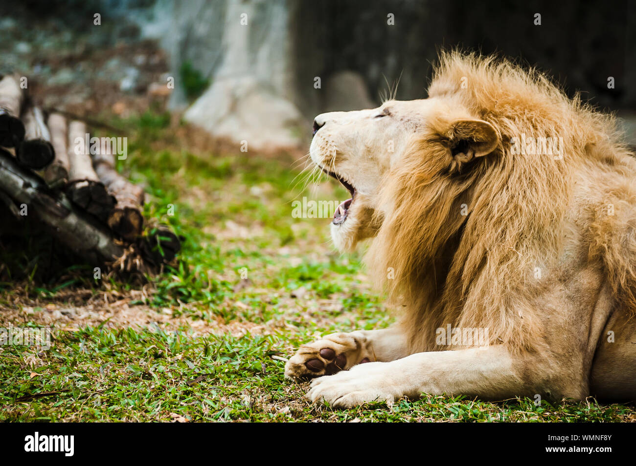 Lion roaring side view hi-res stock photography and images - Alamy